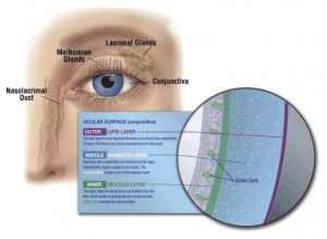 Carolina Optometry – Welcome